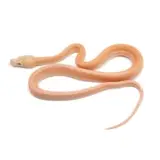 2023 Female Citrus Lavender Albino Golden Child Tiger Reticulated ...