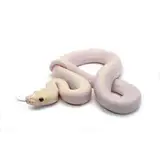 2025 Male Ivory Possible Granite het. Albino Burmese Python – reptiles.ae